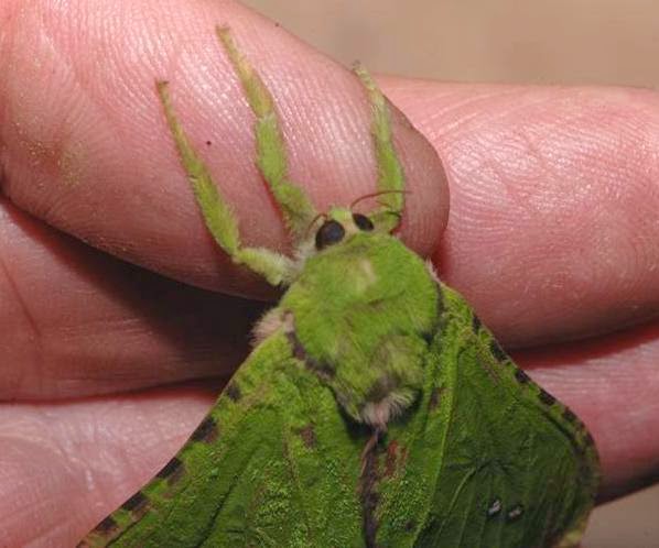 The Nature of Robertson: October 2013