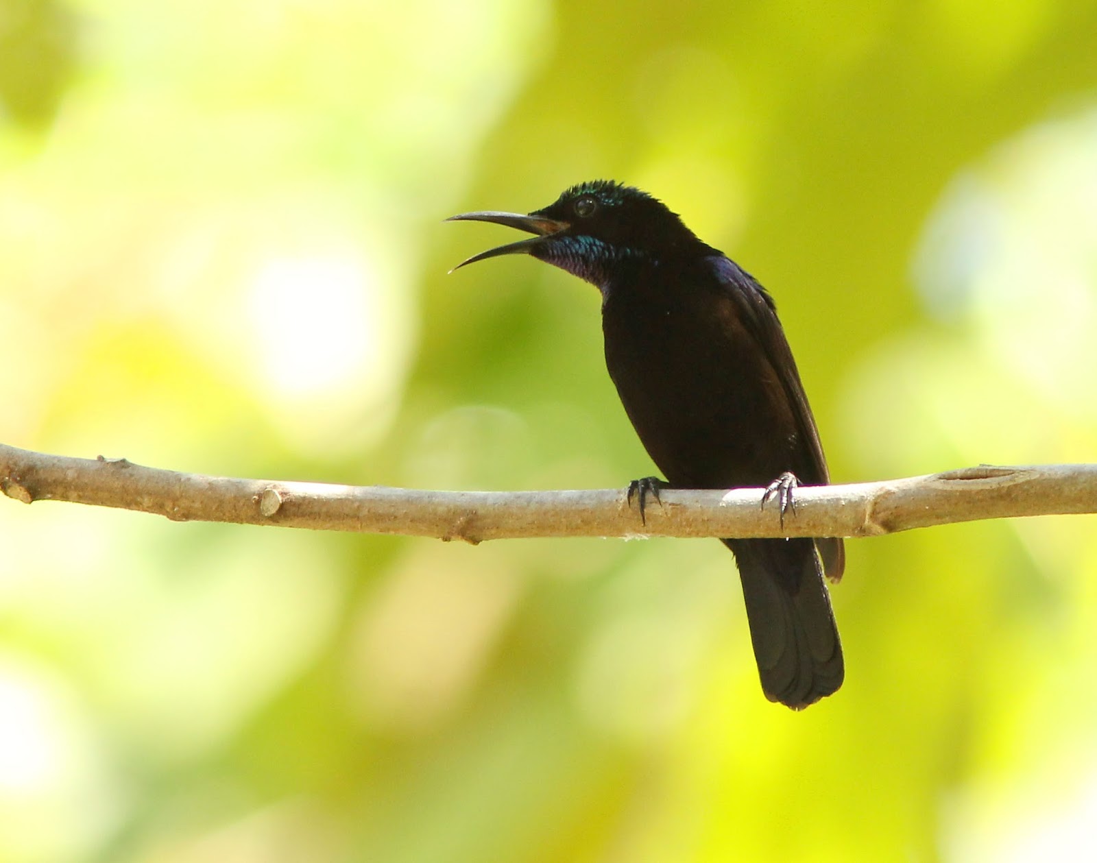 Kolibri Ninja (Konin) atau Kolibri Raja - Kolibri Ninja