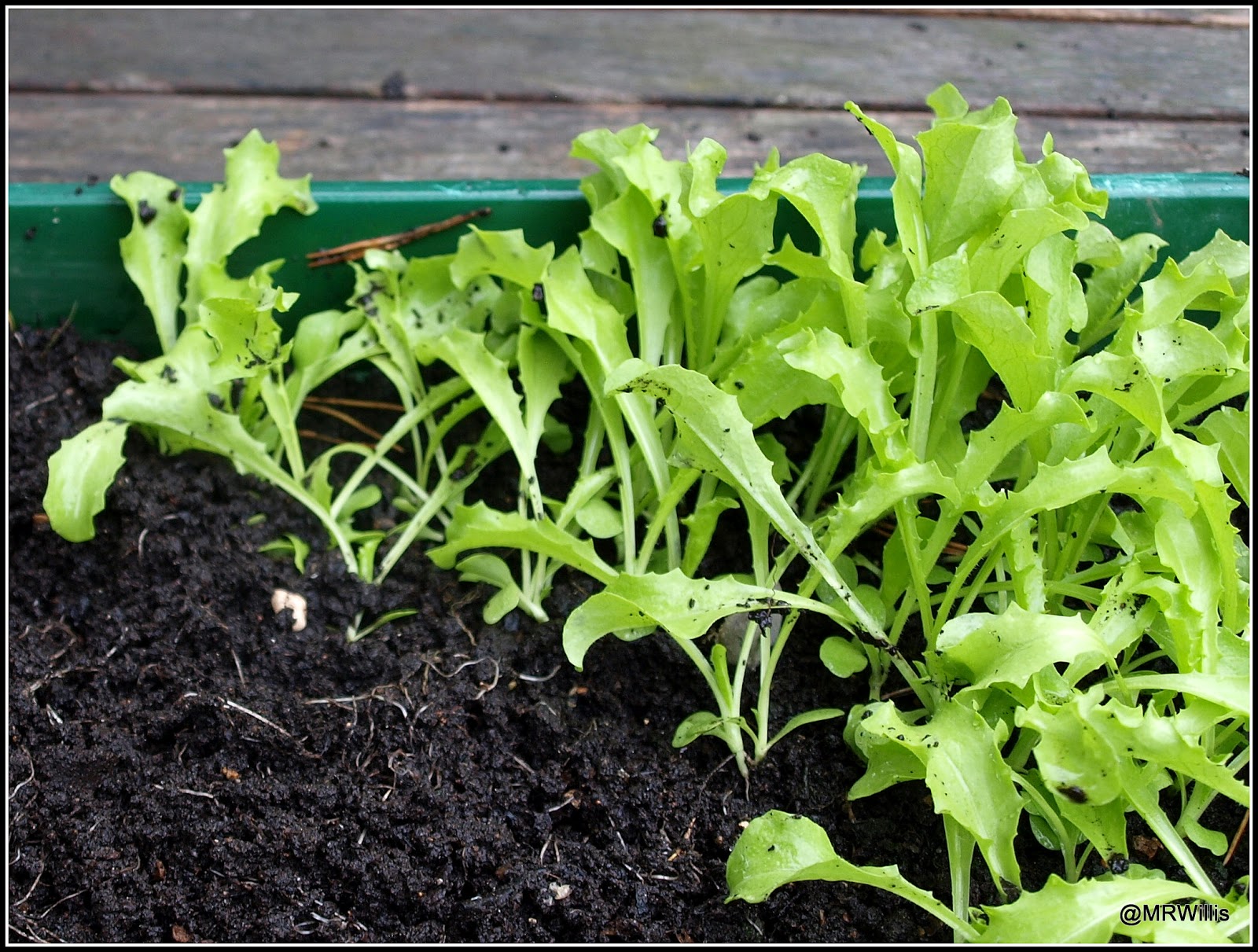 Mark's Veg Plot: Pricking-out Endive seedlings