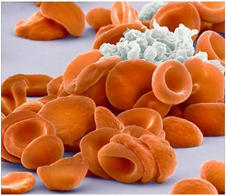 Medical Laboratory and Biomedical Science: Platelets deliver small ...