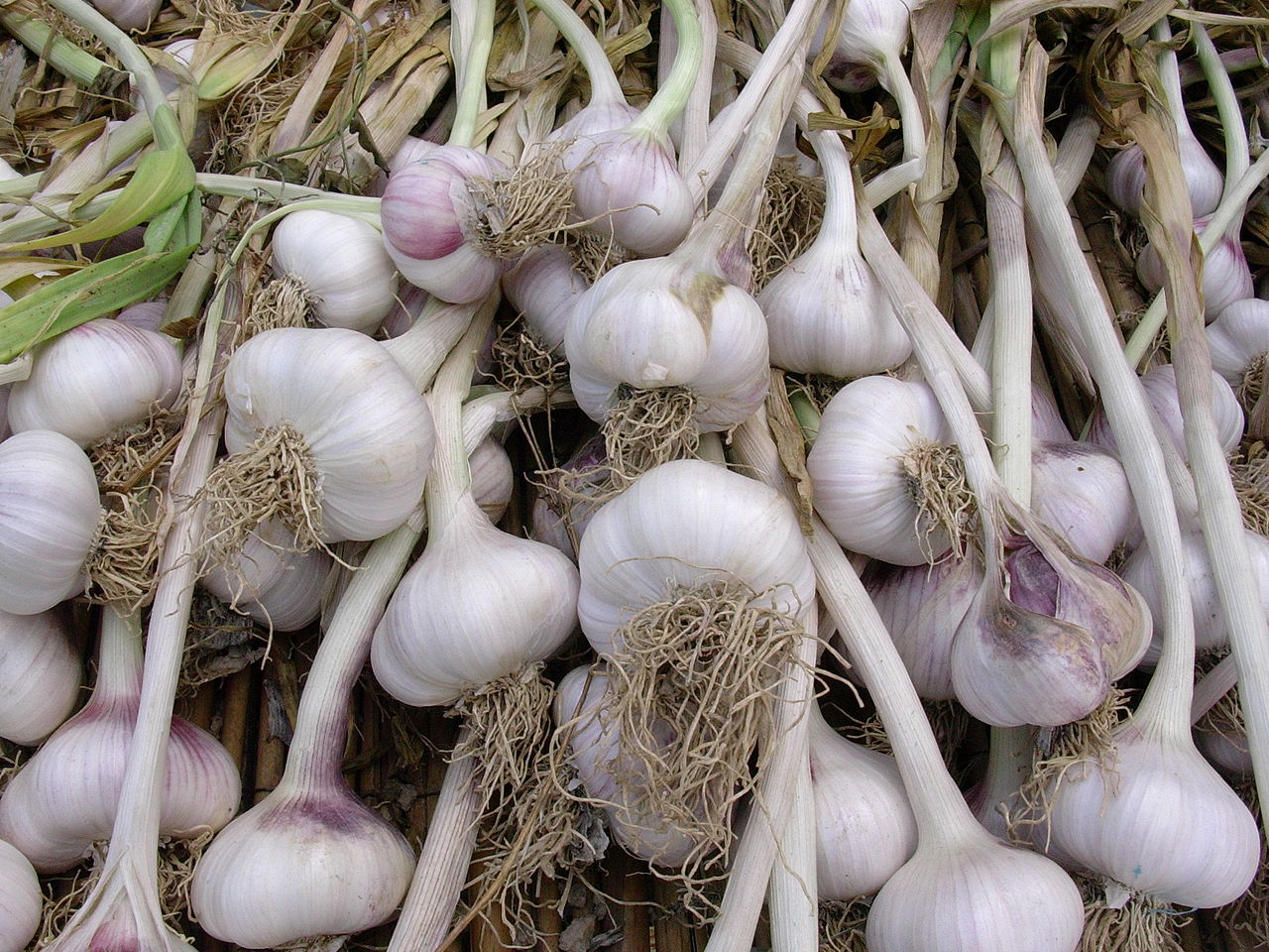 International food blog: ITALY: Ligurian Garlic or Aglio di Vessalico ...