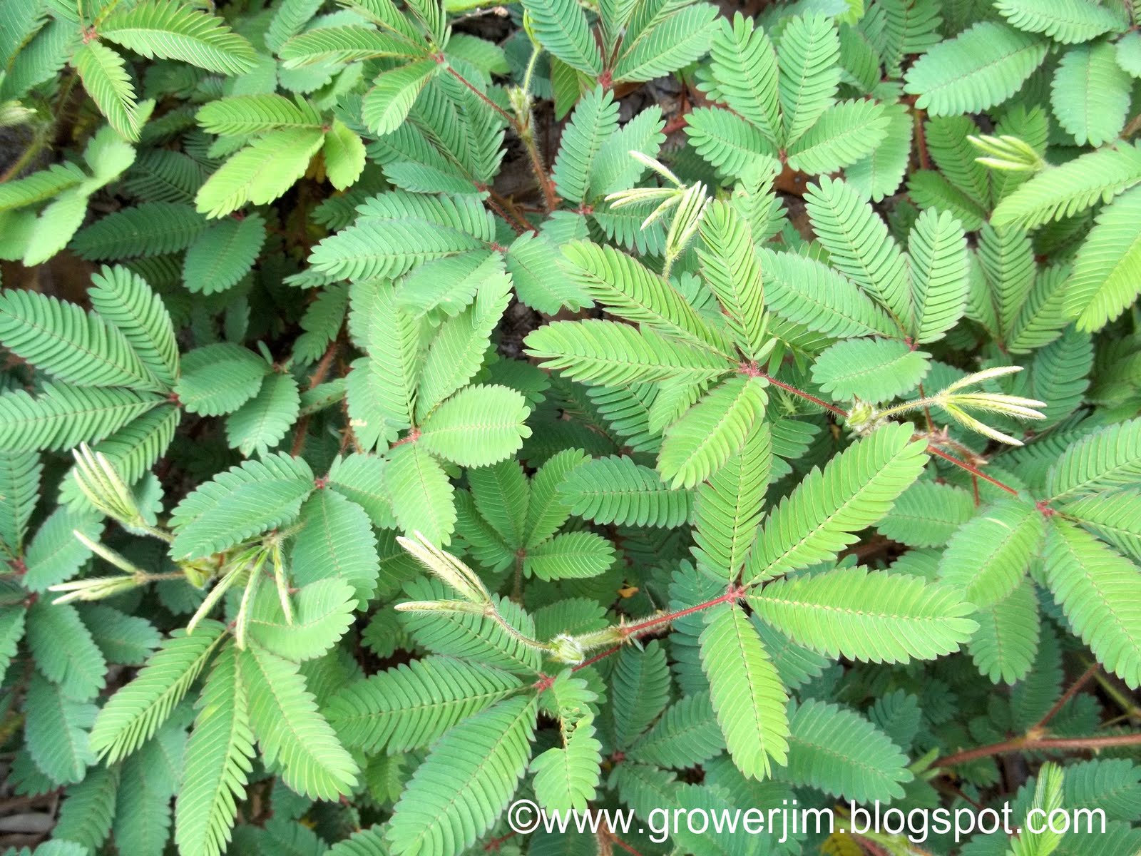 Garden Adventures: Sensitive plant (Mimosa pudica)