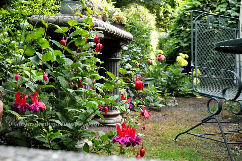 MySecretGarden: Fuchsia In My Zone 8 Garden and The Secret Garden ...