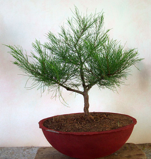Casuarina equisetifolia / Pinheiro Australiano / Pinheiro-da-Praia / BONSAI