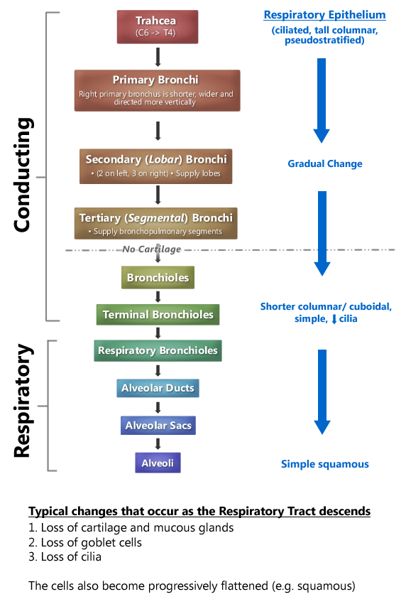 Pathology 101 - Pulmonary Tumours - IVLine