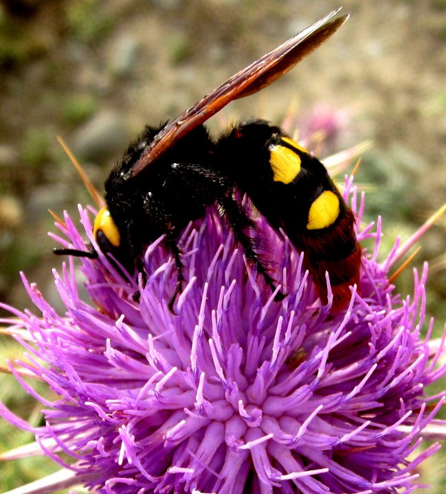 Biodiversity of Cyprus by NGO Protection of the Natural Heritage and ...