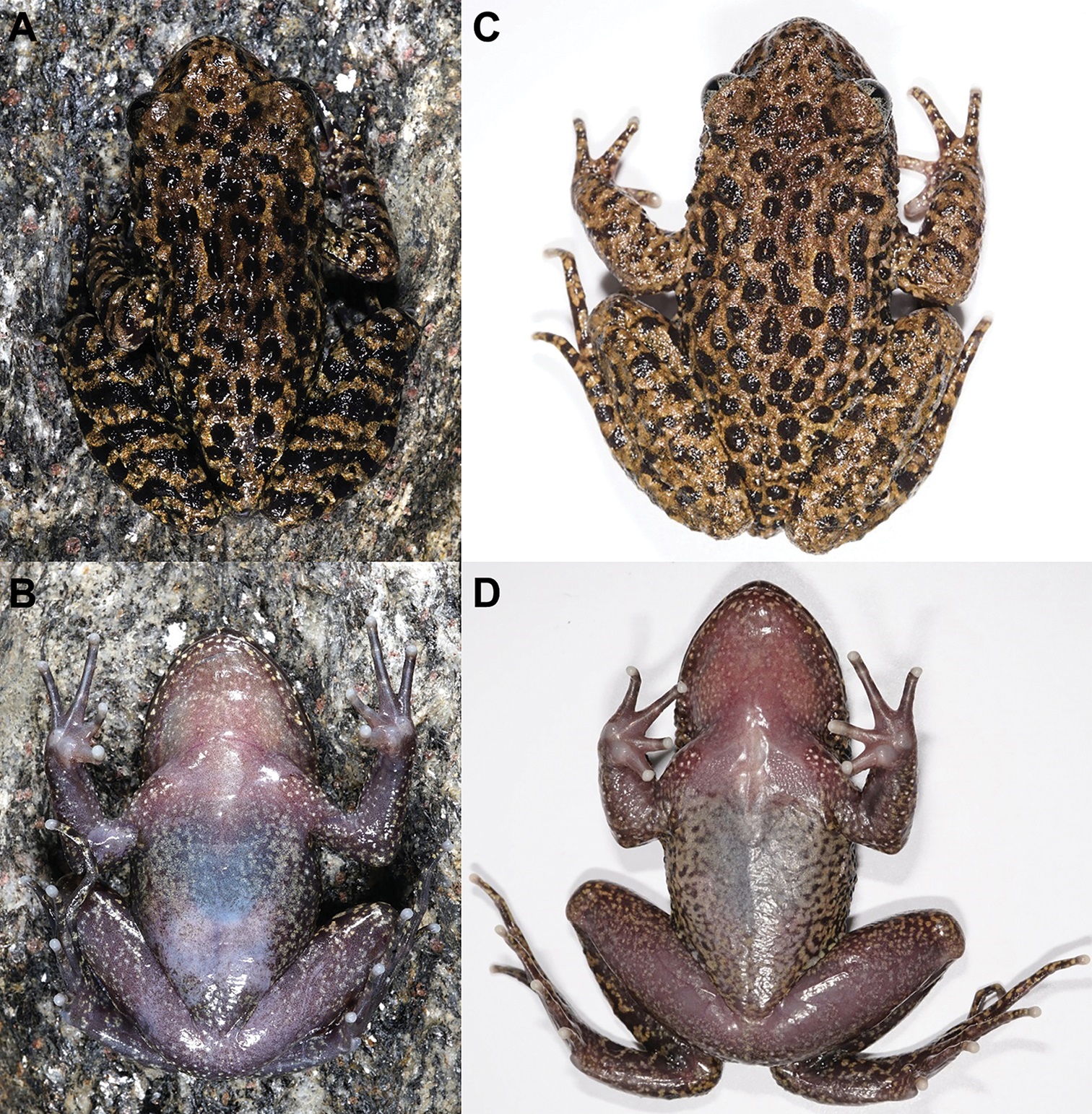 Species New to Science: [Herpetology • 2020] Oreolalax longmenmontis ...