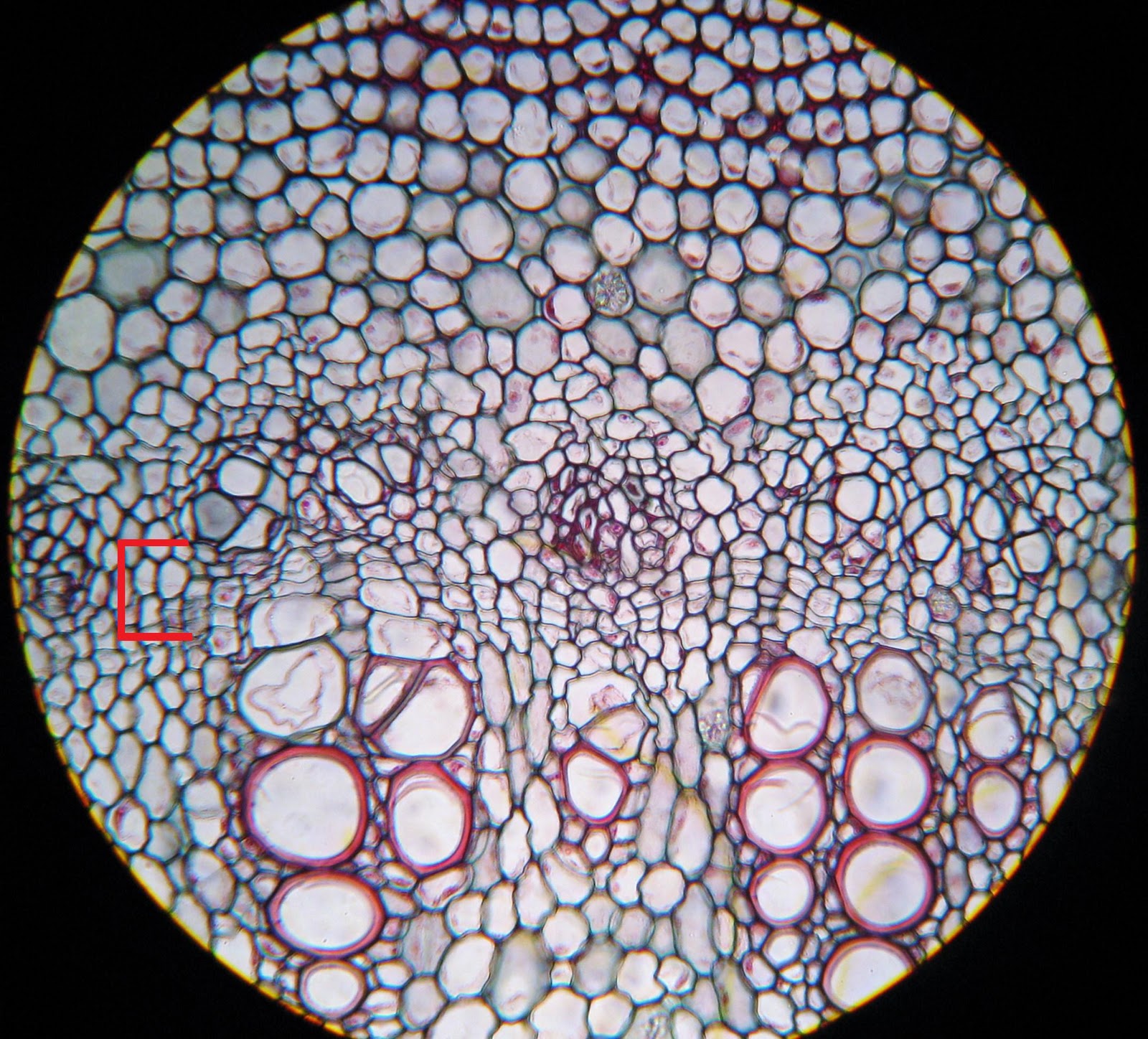 UBC Biology 210 Blog: Lab 4 - Stems: Structure and Function