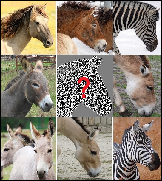 TIERRA SYLVANA: EL ROMPECABEZAS DEL ZEBRO (II): ASPECTO Y HÁBITAT.