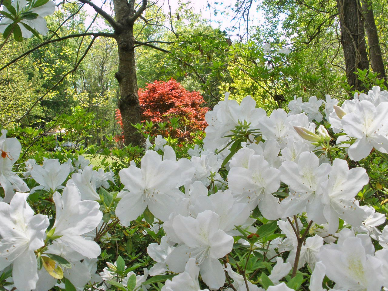 MARIETTE'S BACK TO BASICS: {Our Mrs. G. G. GERBING Azaleas}
