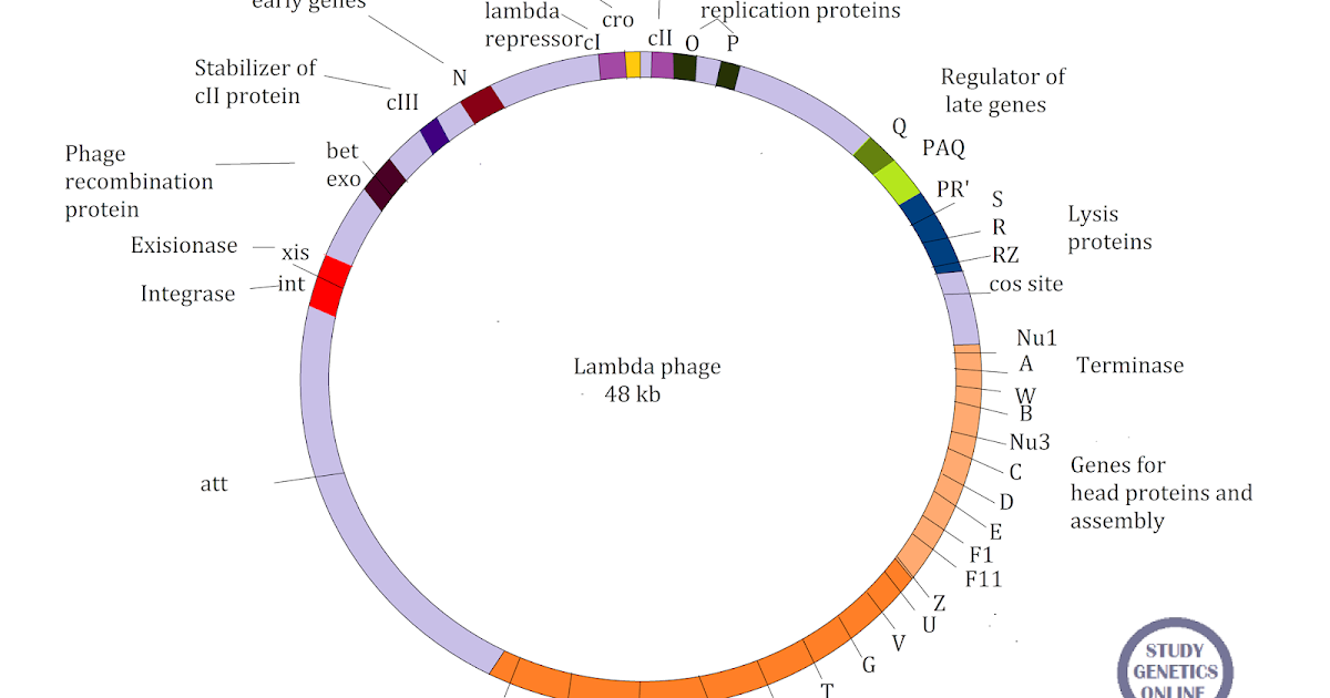Study Genetics Online: Regulation of Gene Expression in Bacteriophages
