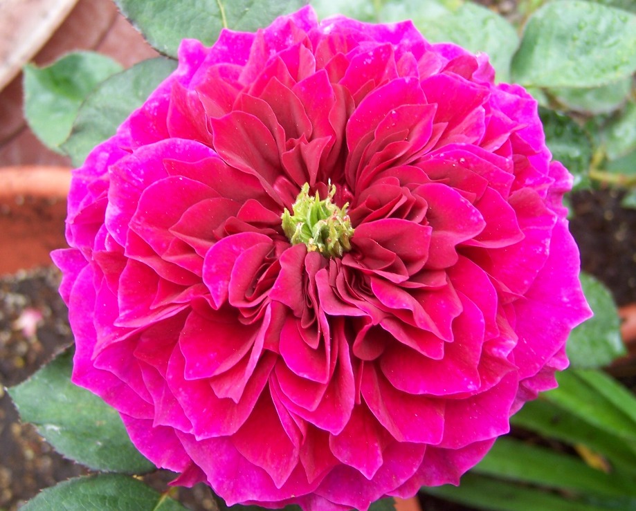 The 2 Minute Gardener: Photo - Shrub Rose 'Prospero'