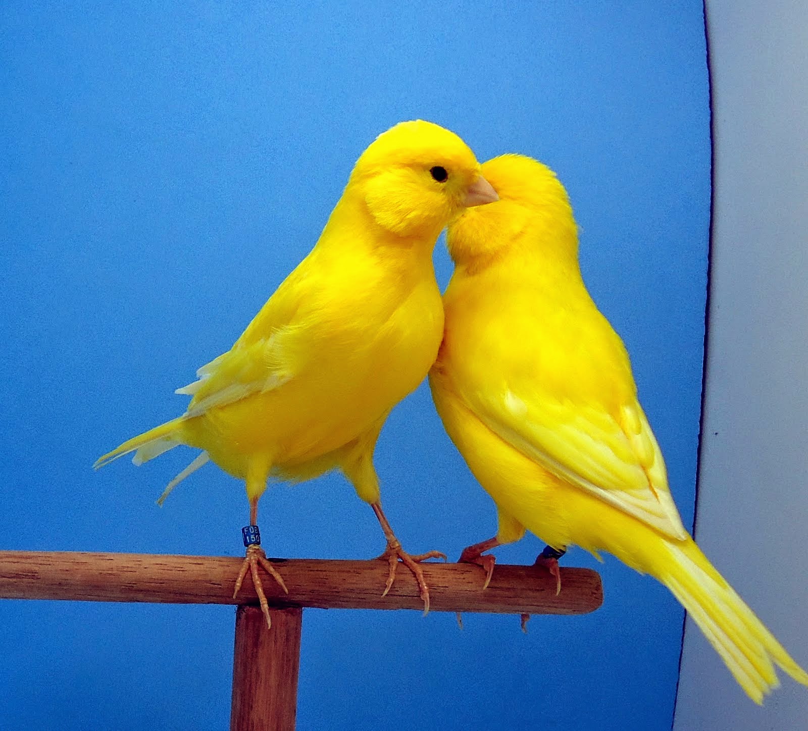 NINHO DO CANÁRIO: A FORMAÇÃO DA COR NO CANÁRIO