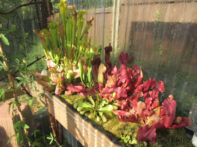 Carnivorous Plant Diversity and Evolution: Part 1 – An introduction to ...