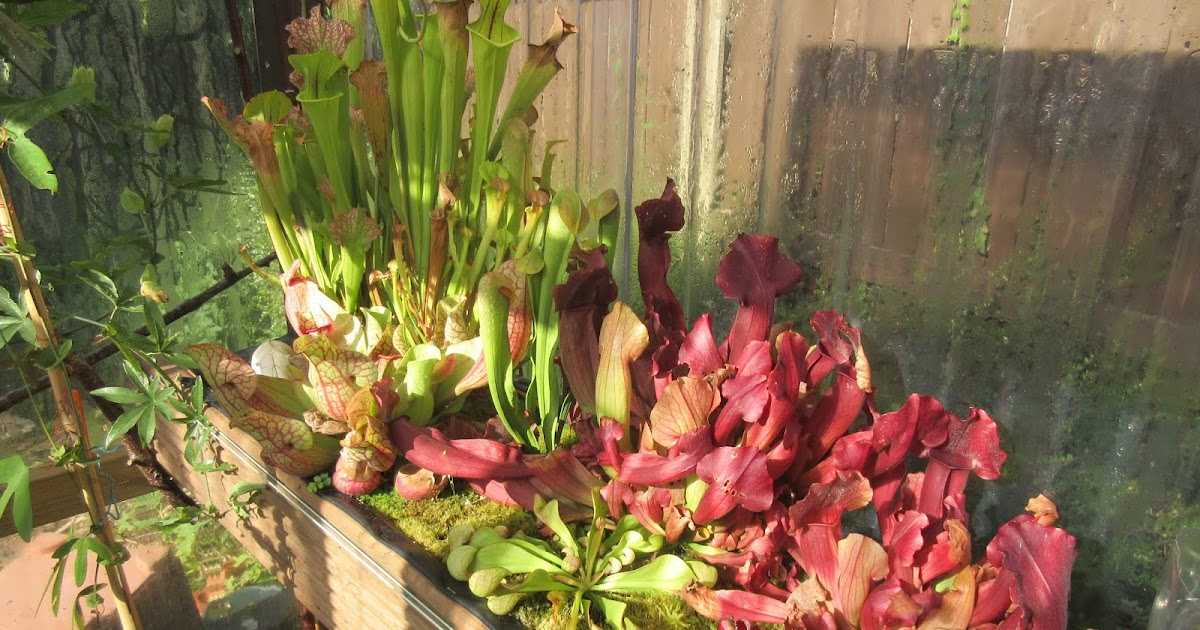 Carnivorous Plant Diversity and Evolution: Part 1 – An introduction to ...