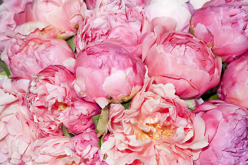 Simply Beautiful World: Peonies to Brighten Your Monday