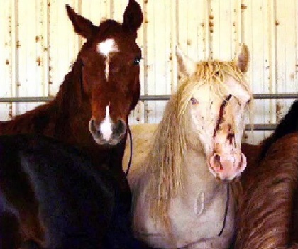 Save the Mustangs: Photos of BLM Roundups