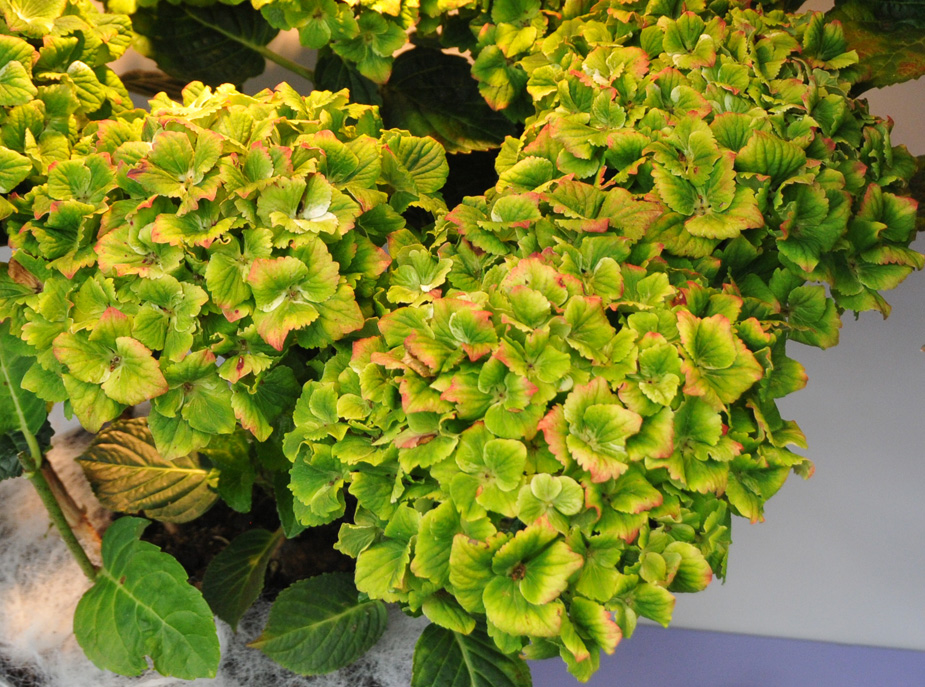 B&D Lilies Garden Blog: Everlasting™ Hydrangeas - Bloom all summer