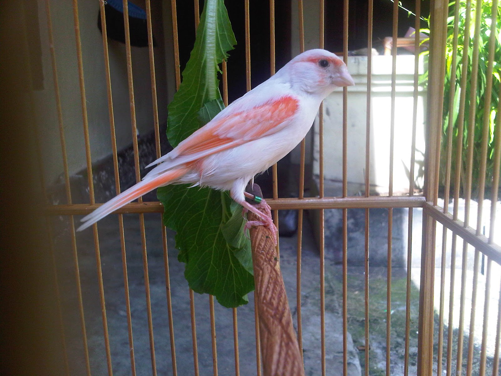 JOGJA BIRD FARM: KENARI