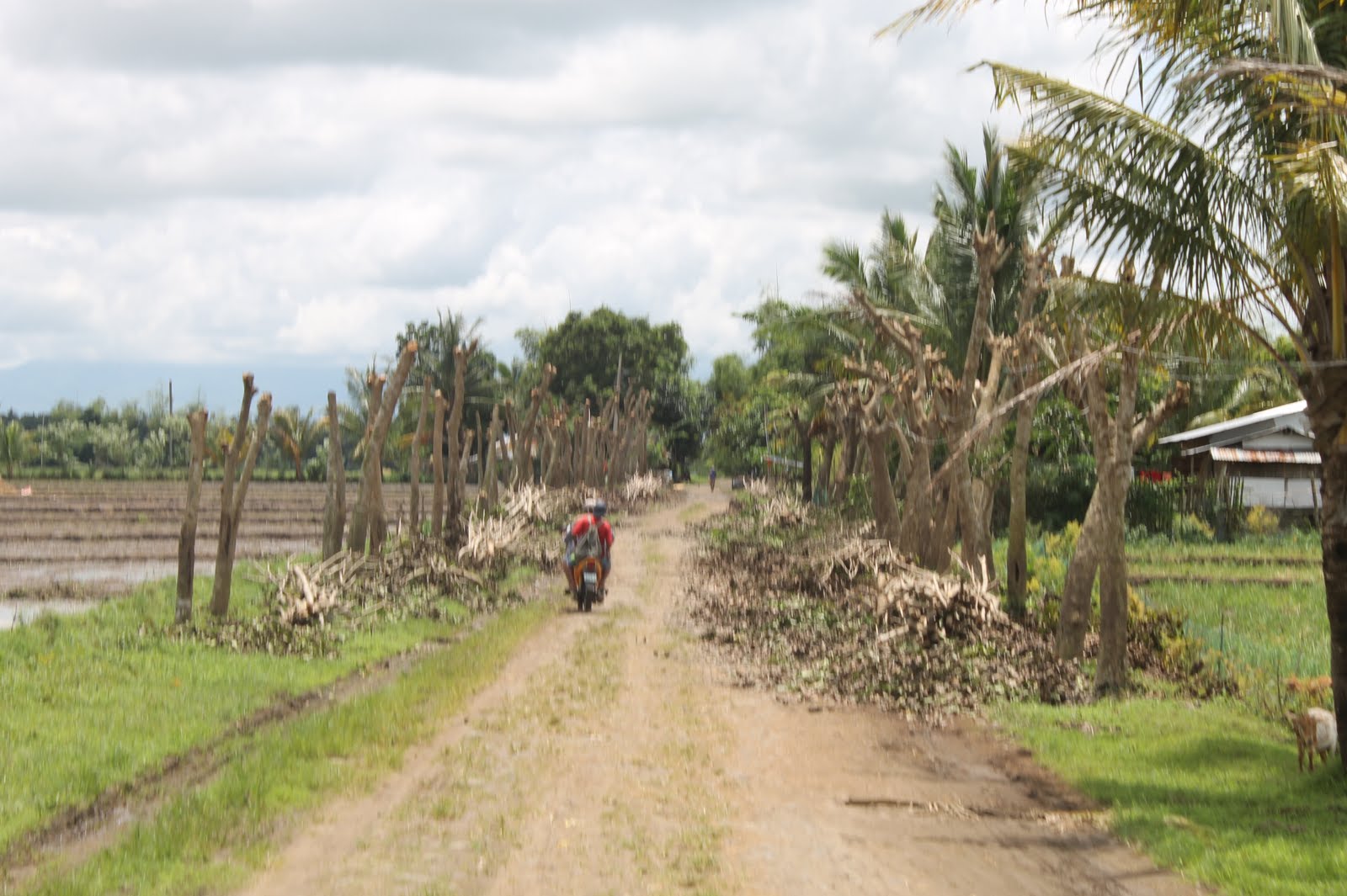 Can these Narra Trees still survive?: 2011