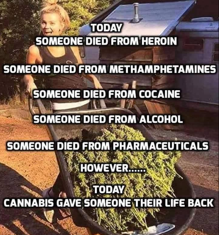 CBD Hemp Oil Benefits: Hemp CBD Memes