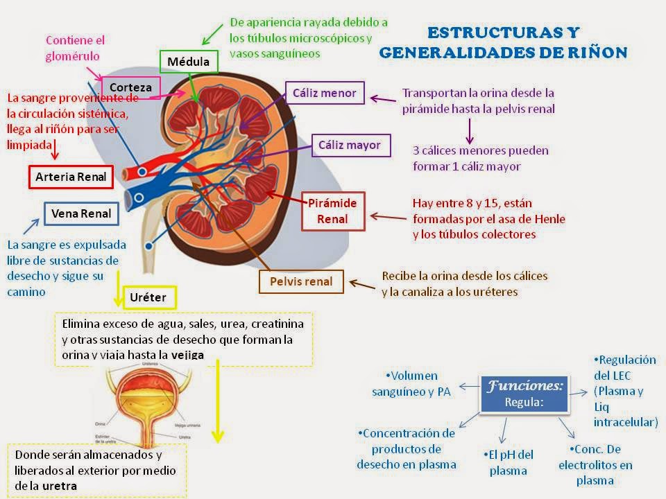 Blog de Fisiologia Médica de Brenda de Jesús Valdez Armenta ...