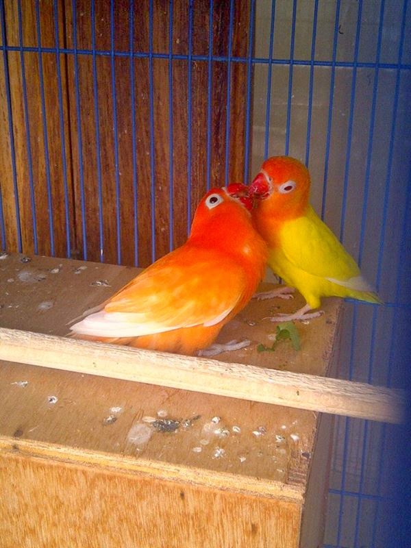 RED SUFFUSION LOVEBIRD | JHN LOVEBIRD FARM
