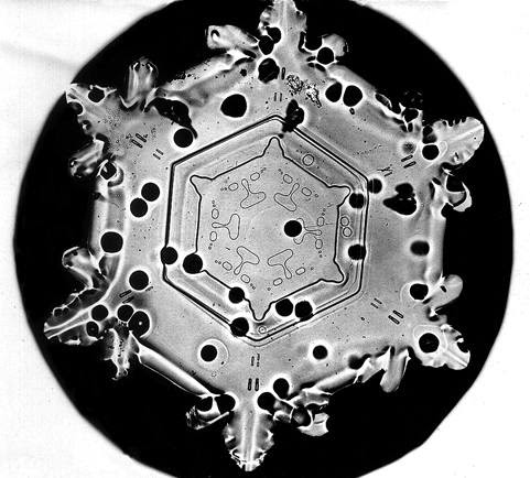 Snowflake Under Electron Microscope