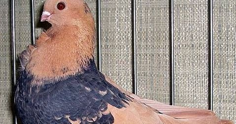 Italian Owl pigeon ( Cravattato Italiano ) - Pigeons fall