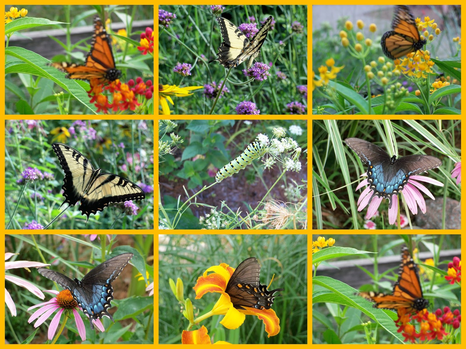 Beyond The Garden Gate: Butterflies in the garden