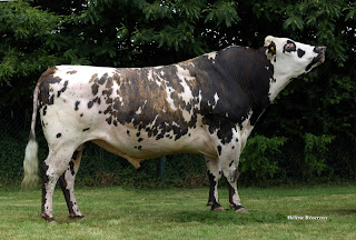 For Sale: A2A2 Normande x Jersey bull calf (WA) | Homesteading Forum