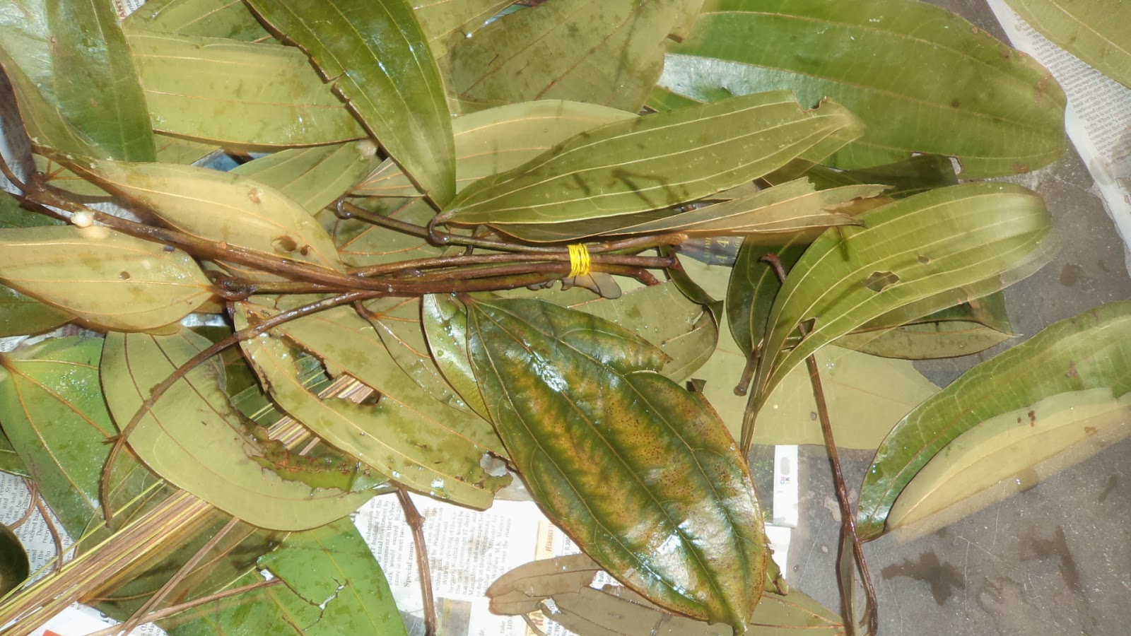 flyingbutterfly: February 2014