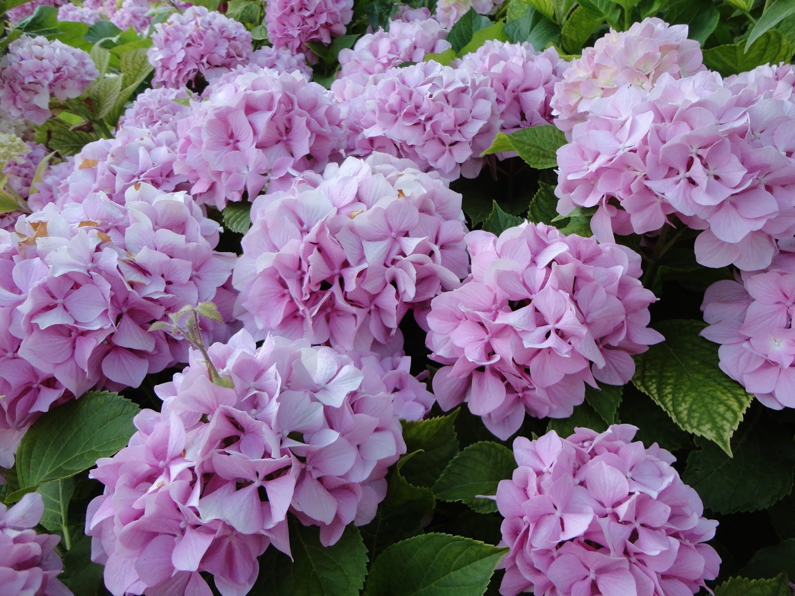 idryos: Ortanca , Hydrangea Macrophylla , Hortensia , Hortensius ...