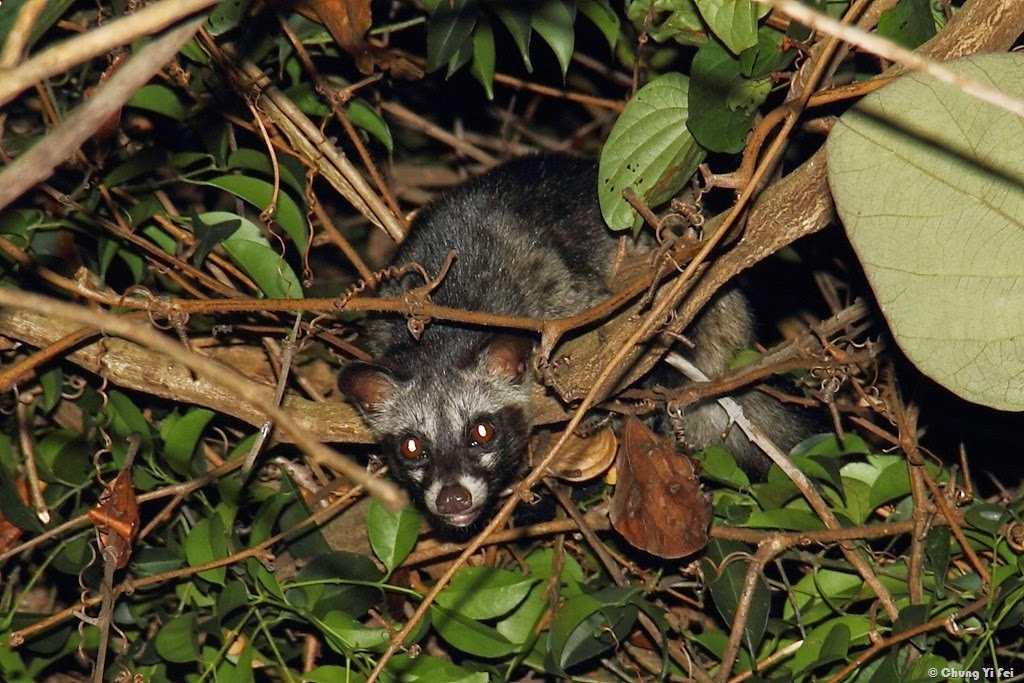 Species New to Science: [Mammalogy • 2014] How Many Species of ...