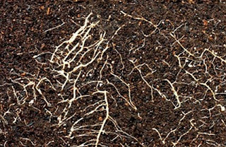 Mengenal Lebih Jauh Akar pada Tumbuhan