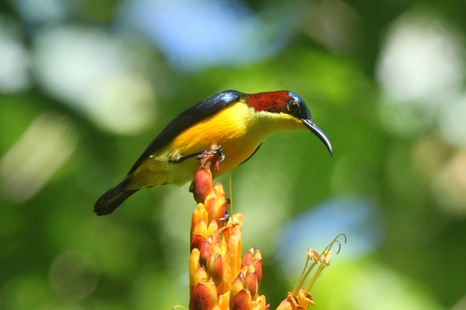 Stuart Marsden's Conservation Research Group: May 2014