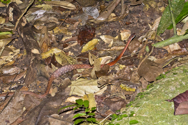 Ular Asli Indonesia: Rhabdophis chrysargos