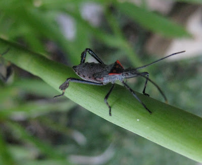 Growing A Garden In Davis: Assassin Bug Family Outing