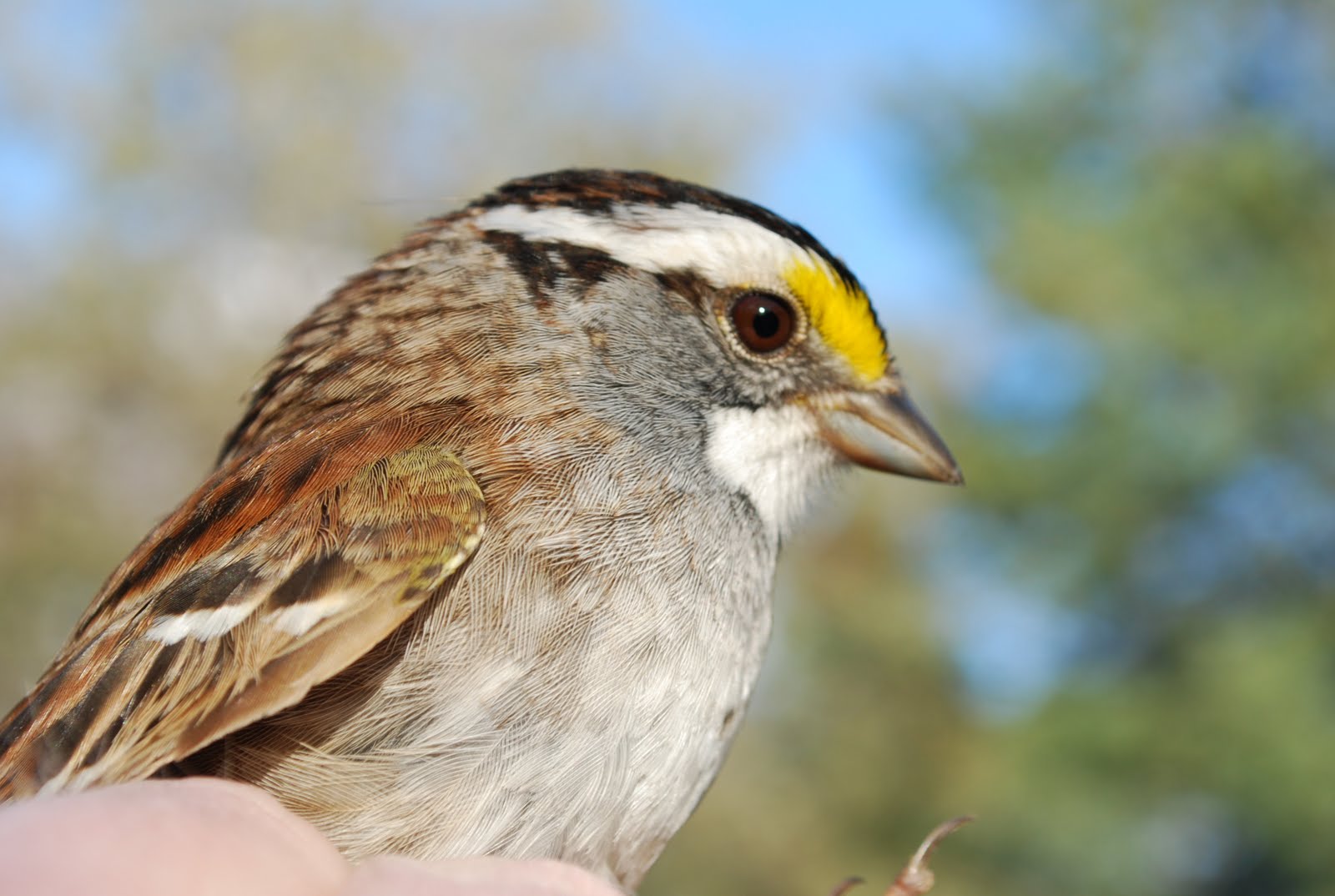 Minnesota Birdnerd: Weekend Arrivals