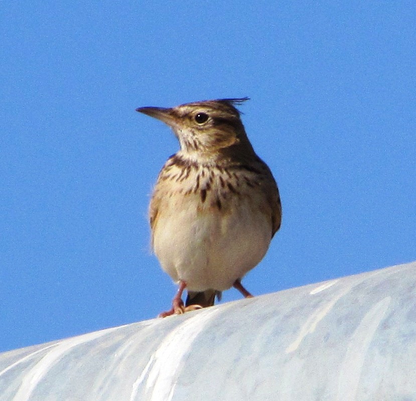 Birding for a Lark: A day in the fields