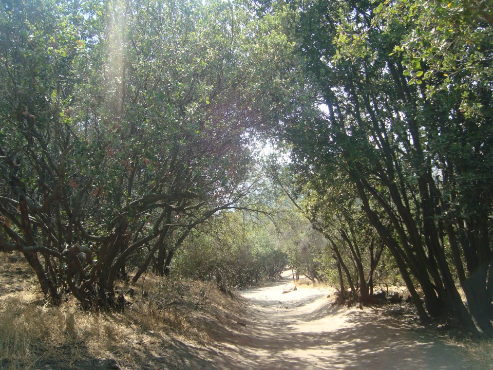 especies chilenas: Quebrada de Macul: el bosque