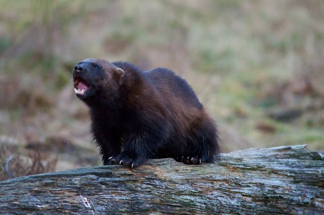 Wolverine | The Life of Animals