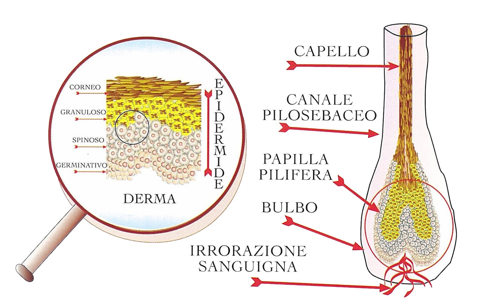 stileuomogiuliano: CALVIZIE ADDIO