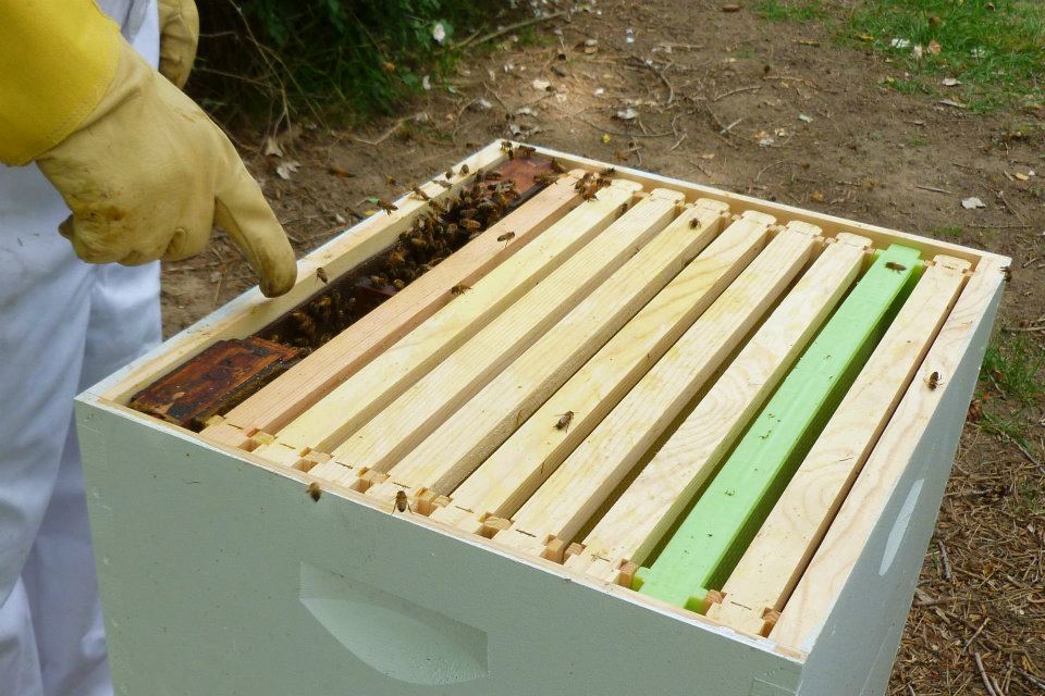 Skruben: Britt's Beekeeping, Part 1: Bee Basics