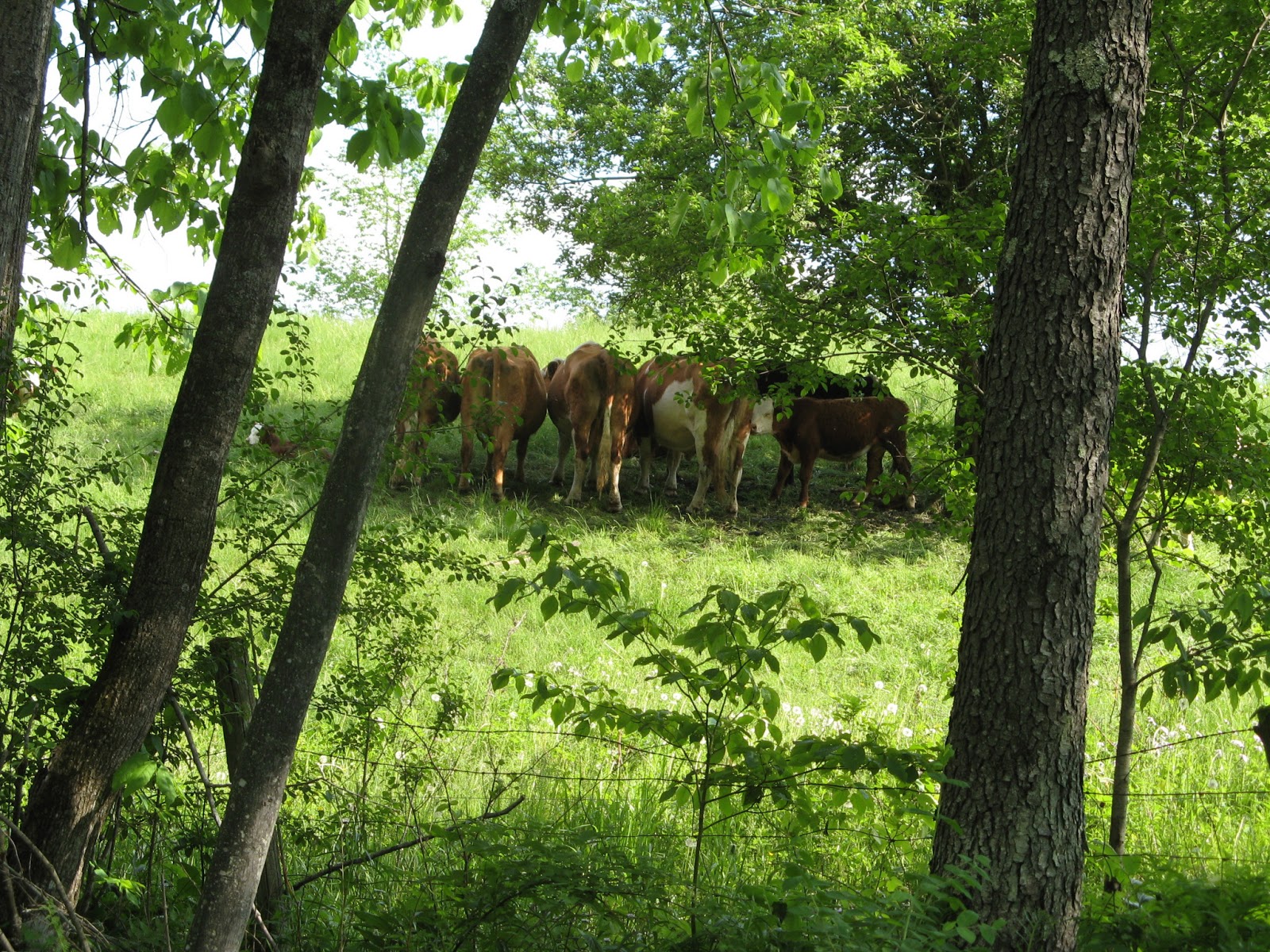 Animal Instinct: Saturday Scenes