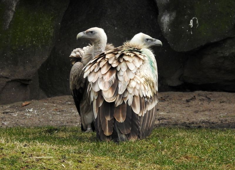 Faszination Geier: Der größte Geierfelsen der Welt!?