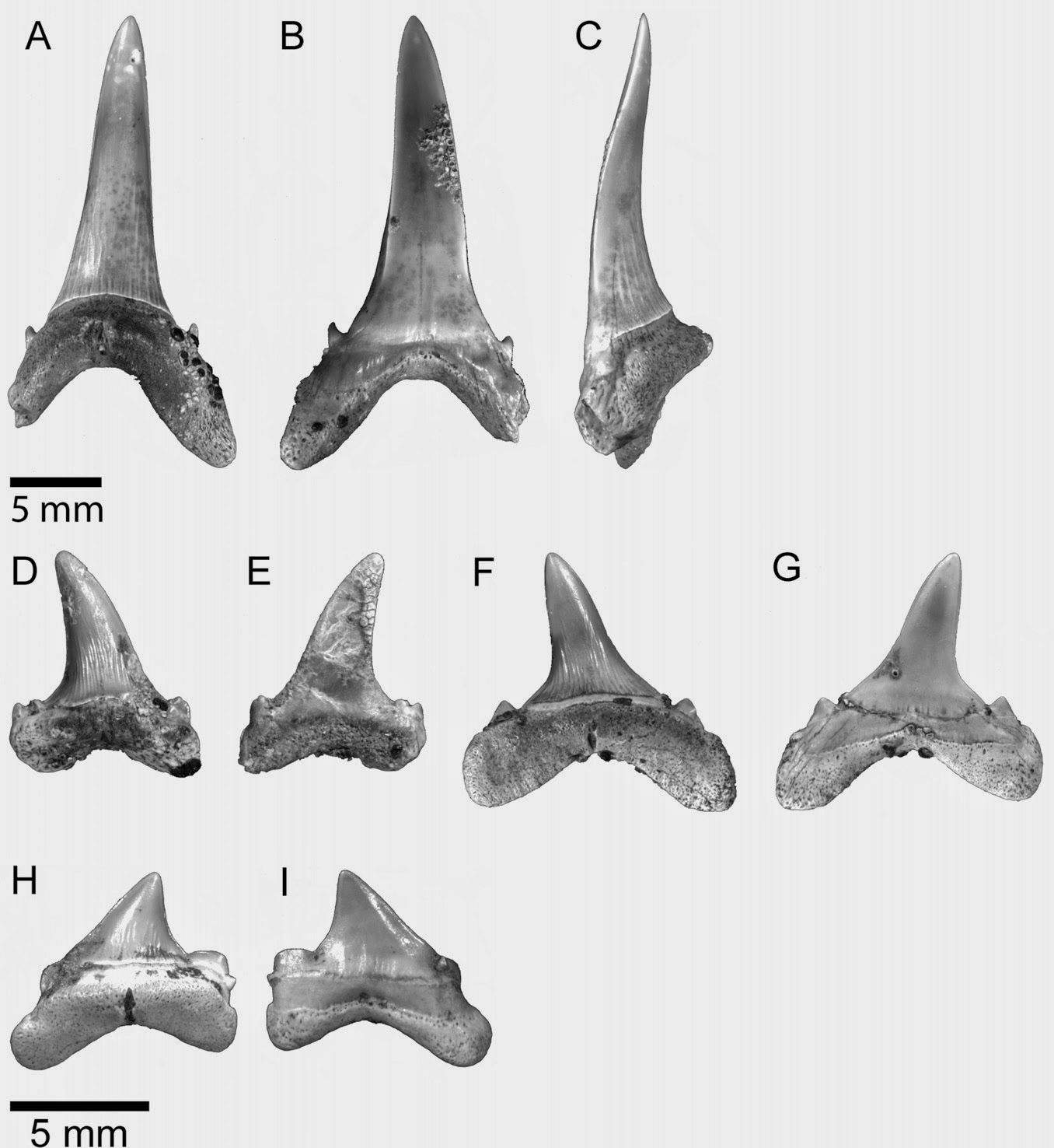 Sciency Thoughts: Sharks and Rays of the Eocene Canadian High Arctic.