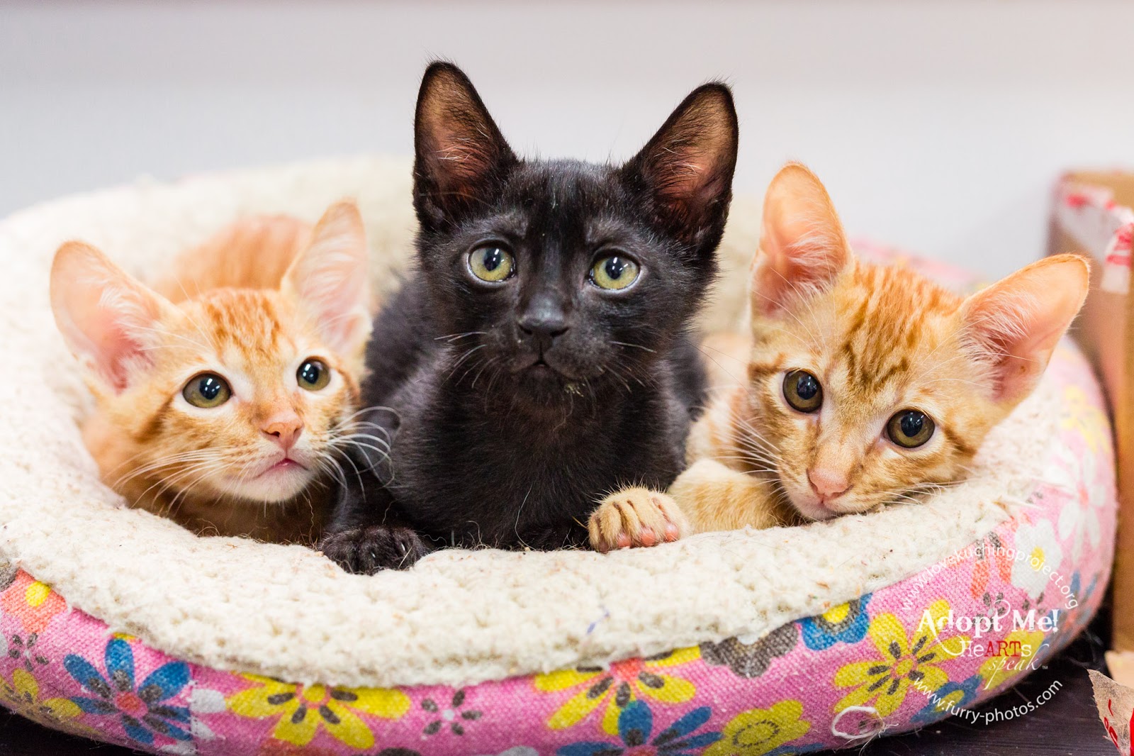 Love Kuching Project @luvkuching - kitten adoption, rescue, TNR: [Adopt ...