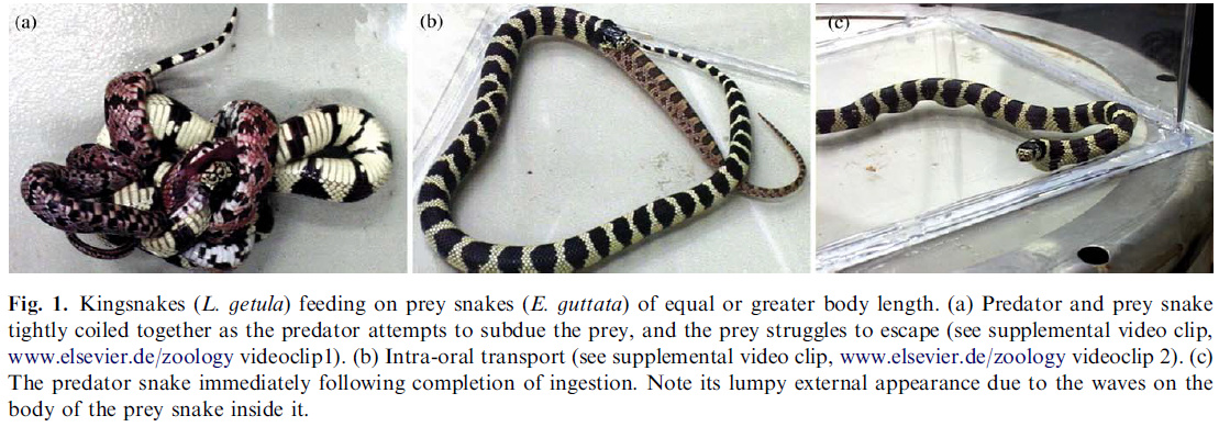 Life is short, but snakes are long: July 2012
