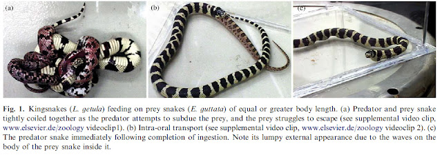 Life is short, but snakes are long: Snake-eating snakes